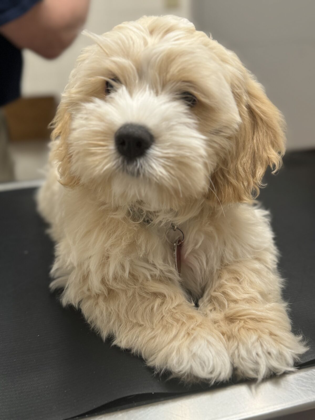 Common Household Toxins | Gulf Breeze Animal Hospital